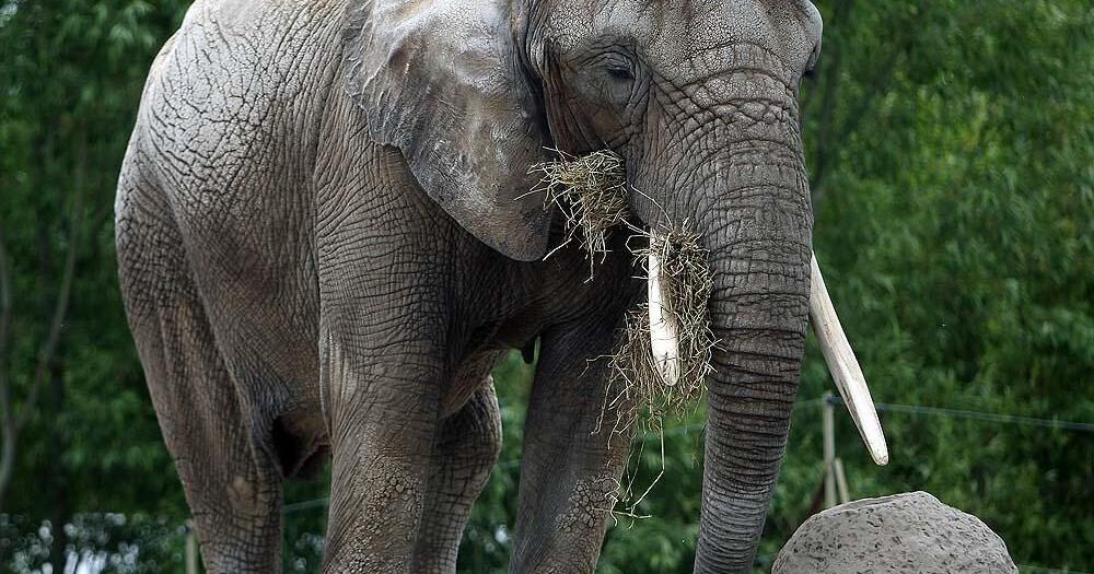 Tusk! Tusk! Toronto is on worst zoo list
