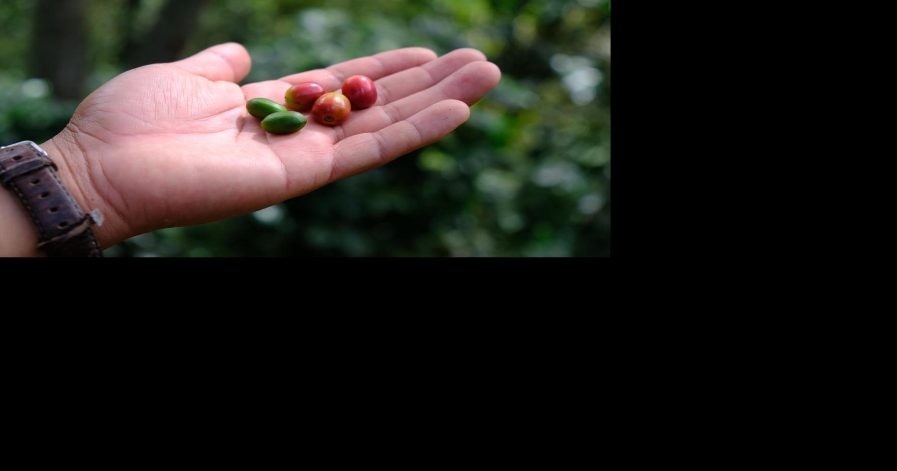 What is Geisha coffee and why is it so expensive?