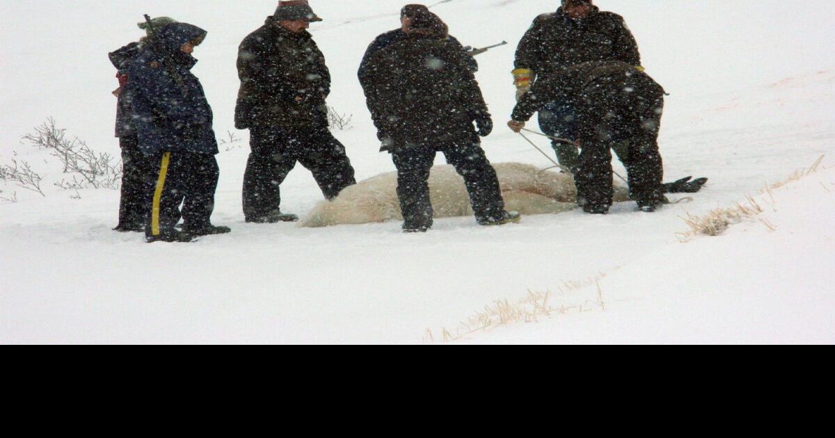 Polar bear encounters on the rise in Newfoundland and Labrador