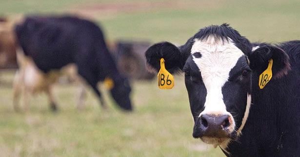 Canada confirms new mad cow case