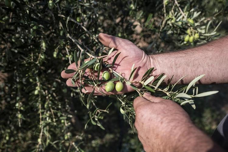 Drying lakes and thirsty trees: In drought-hit Greece, water trucks are ...