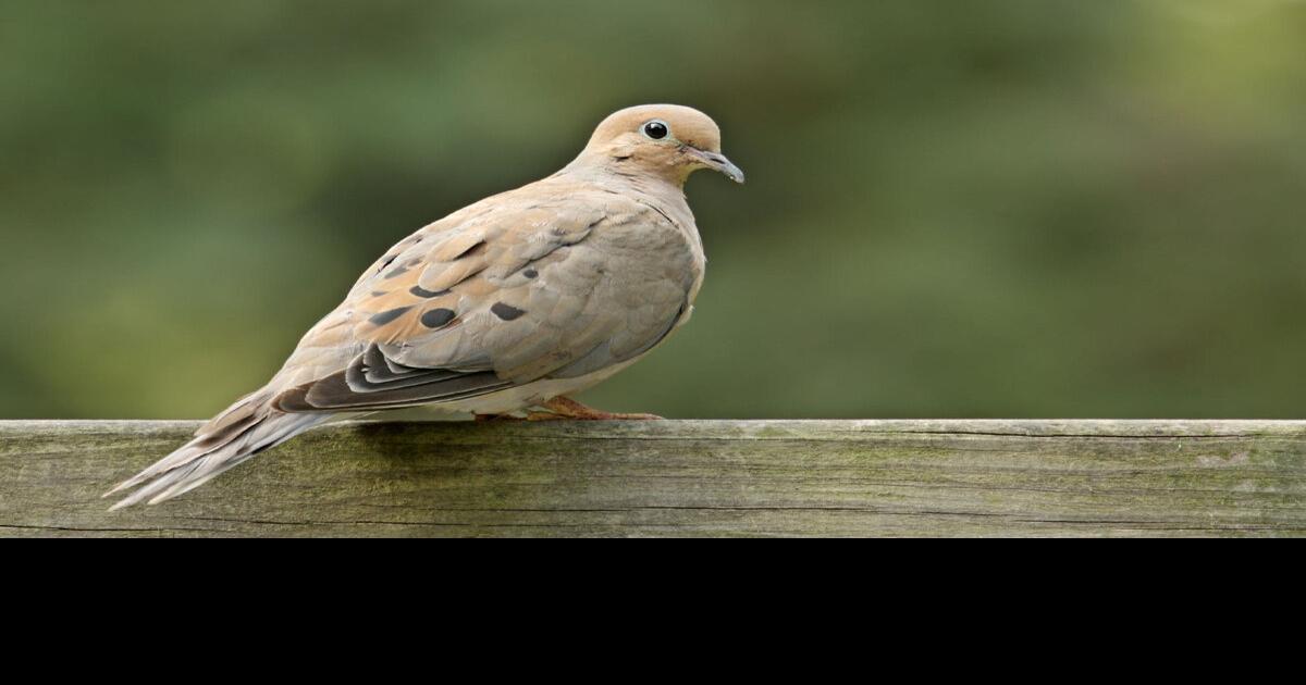 It's open season on mourning doves in parts of Ontario