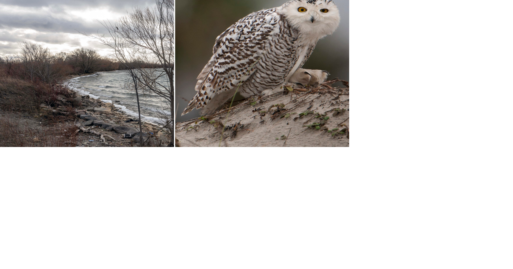 Owls found dead in Toronto tested positive for bird flu