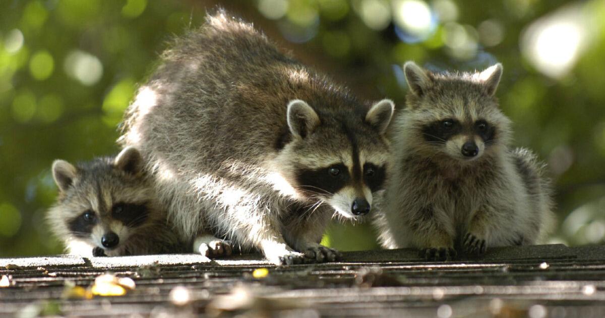 Rob Ford: Raccoons have scared me — but no euthanasia needed