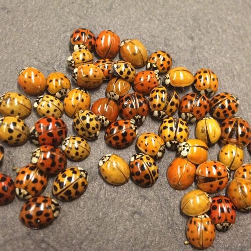 do yellow ladybugs bite