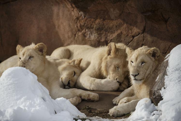 Toronto Zoo animals getting bored during city’s early–winter deep freeze