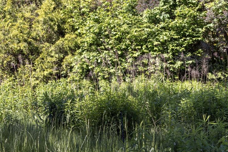 A fight against Mississauga’s lawn laws could mean much more