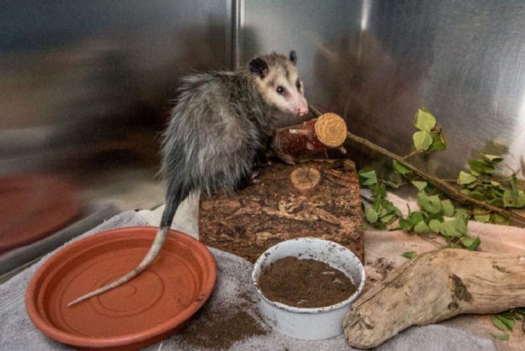 Brampton’s ‘flying opossum’ returns after hitching a ride to Calgary