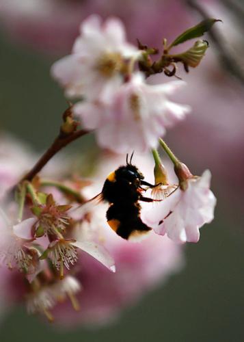 bumble bees struggling