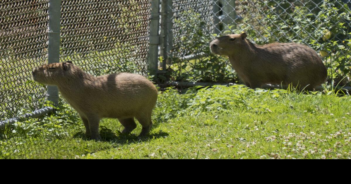 High Park Zoo capybaras welcome three capy-babies