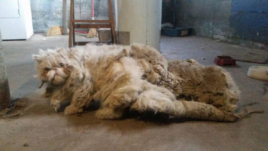 Sinbad the cat, once weighed down by 5 pounds of fur, now a rising ...