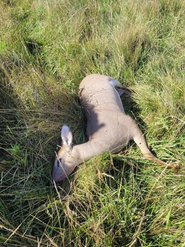 Testing planned after 30 deer found dead within two weeks in Grand ...