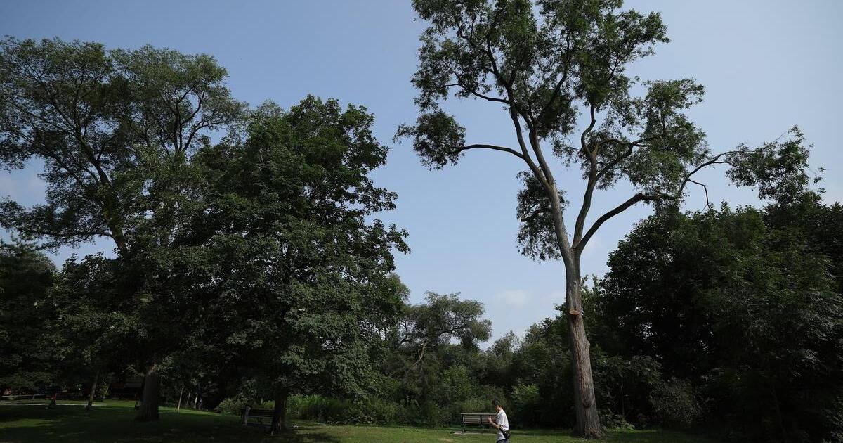 Tending trees a vital task