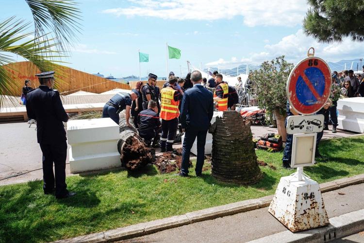 Palm tree falls on a person at Cannes Film Festival