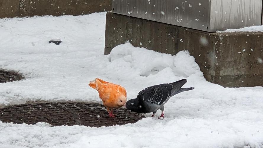 Orange pigeon flying around east Toronto is actually a dyed rock dove