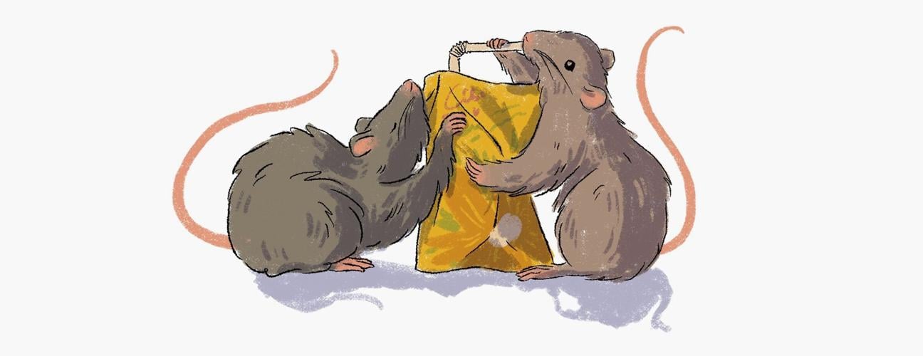 A new study reveals a key factor behind Toronto’s rat boom