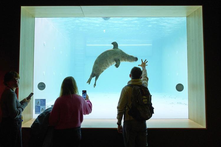 Injured seals get care and sanctuary at a new center in the Netherlands