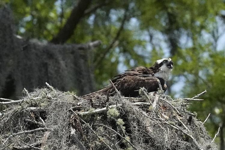 Takeaways from AP's story on Alabama's ecologically important Mobile ...
