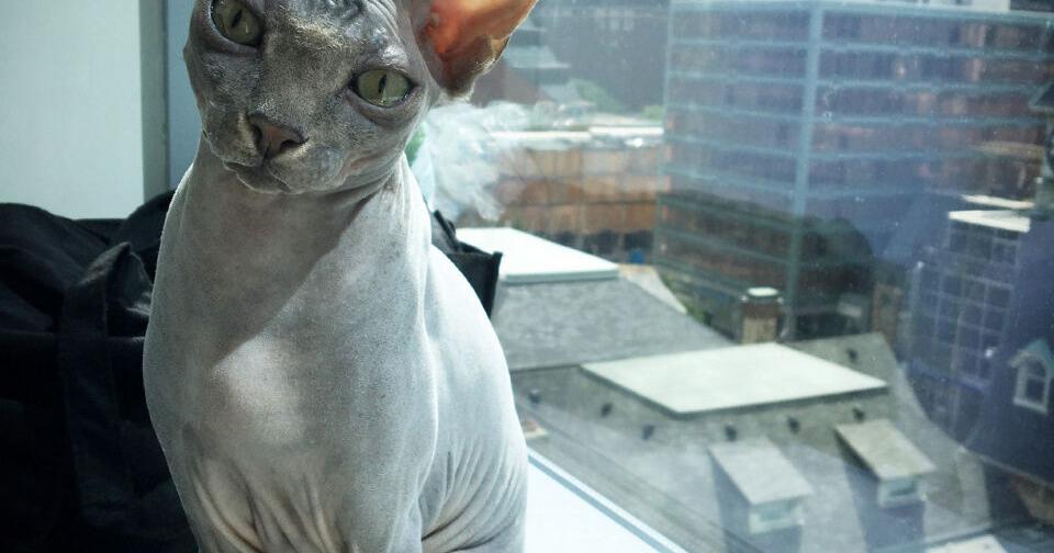 Hairless sphynx cat breed traces origins to kitten born in Toronto