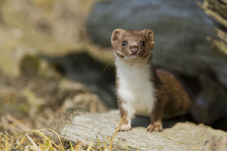 large hadron collider weasel