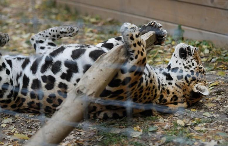 Killman Zoo owners respond to critical report