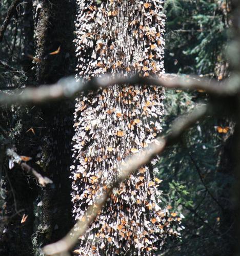 Mexico monarch butterfly adventure was my dream come true