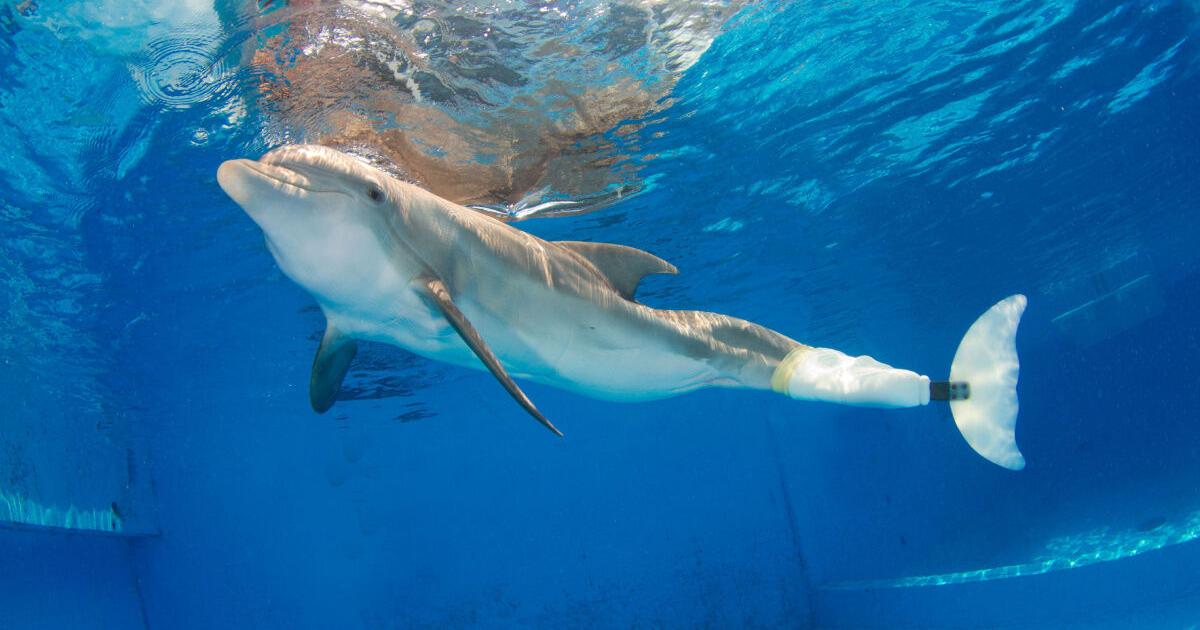 How a dolphin with a prosthetic tail transformed tourism in Clearwater