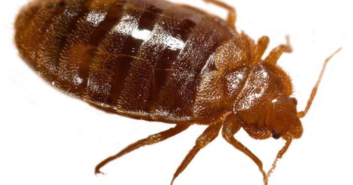 Interview with a bedbug