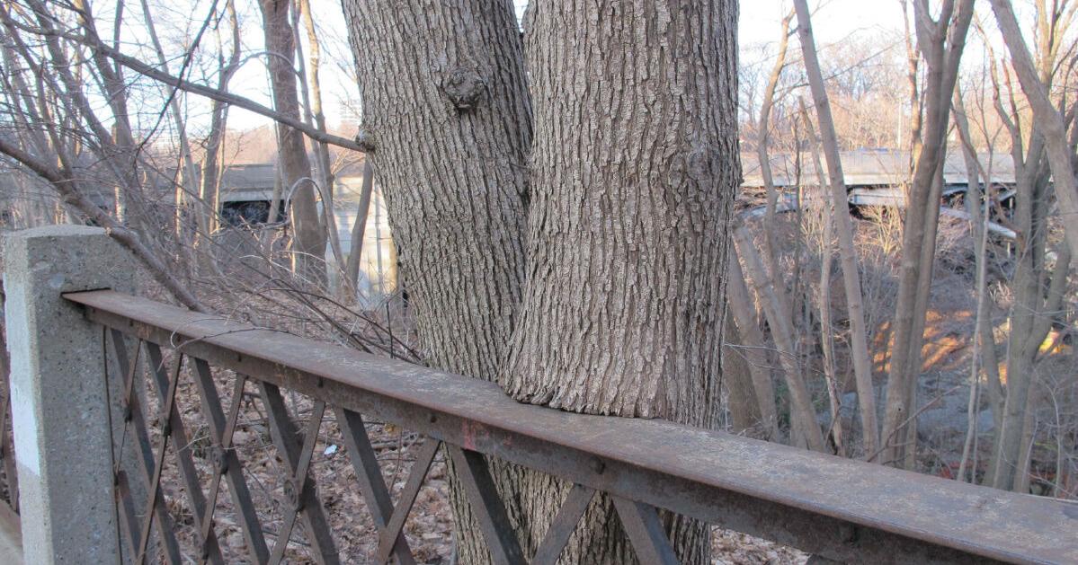 Donald Trunk, the fence-chomping tree, bites the dust