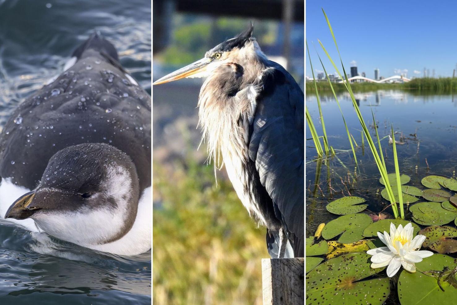 How a resurrected Toronto river led to a flood of flora and fauna not ...