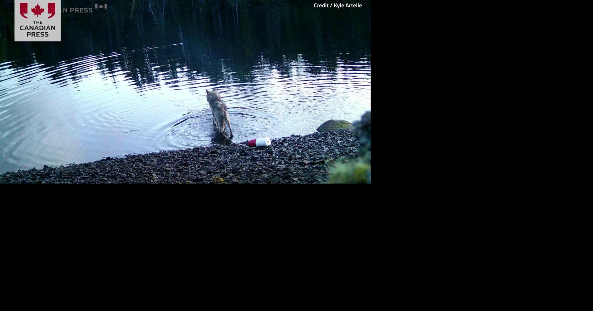 B.C. wolves use line to pull up crab traps in first possible tool use ...