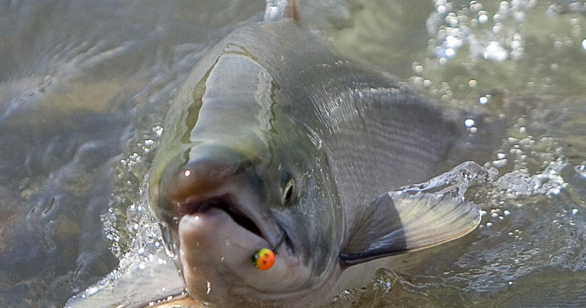B.C. salmon checked for radiation from Japanese nuclear meltdown