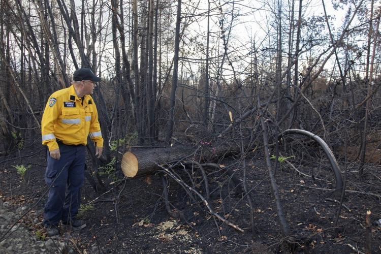 Blackened trees and silence at site of New Brunswick's largest summer ...