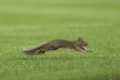 squirrel running
