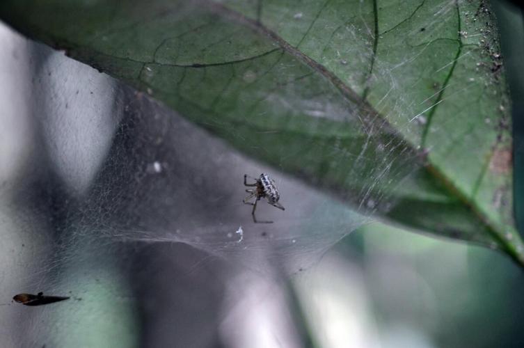UBC researchers discover a parasitic wasp that ‘zombie-fies’ spiders