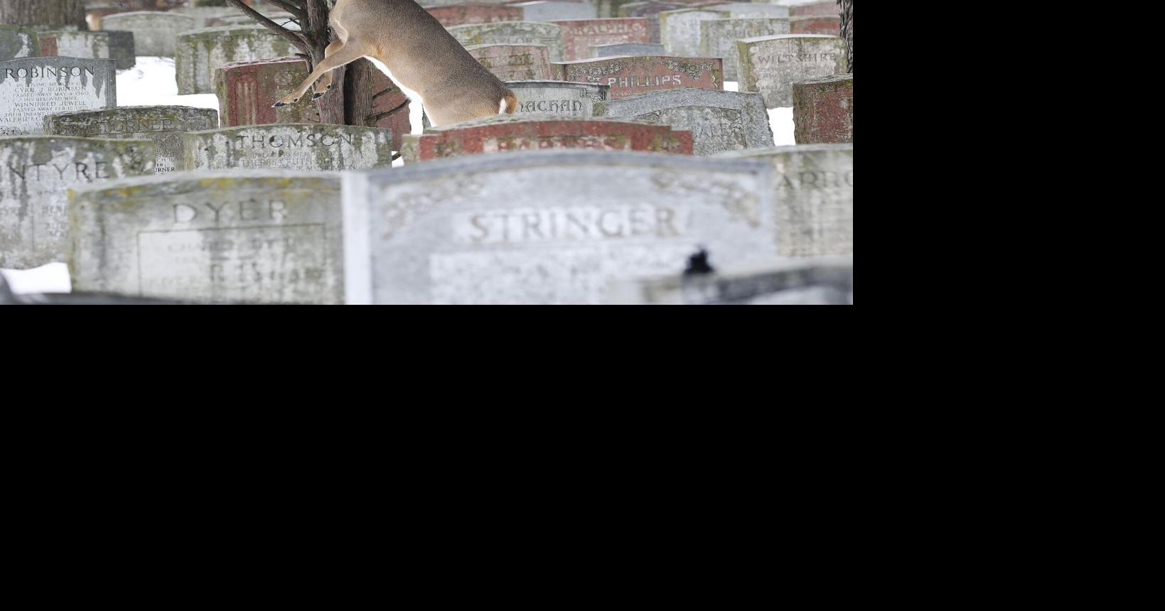 Ministry searching for hunter after deer found dead