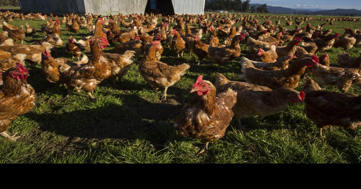 Nervous chickens may offer lessons about mental illness in humans