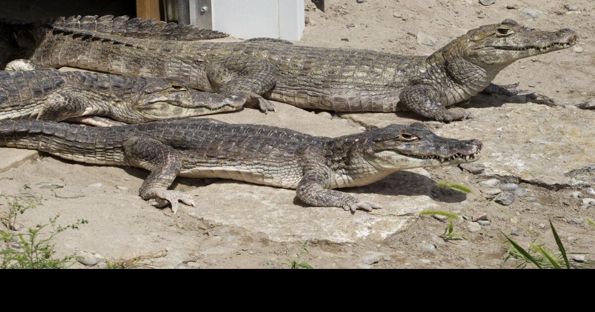 Crikey! 150 Toronto crocodiles, alligators rescued by reptile zoo