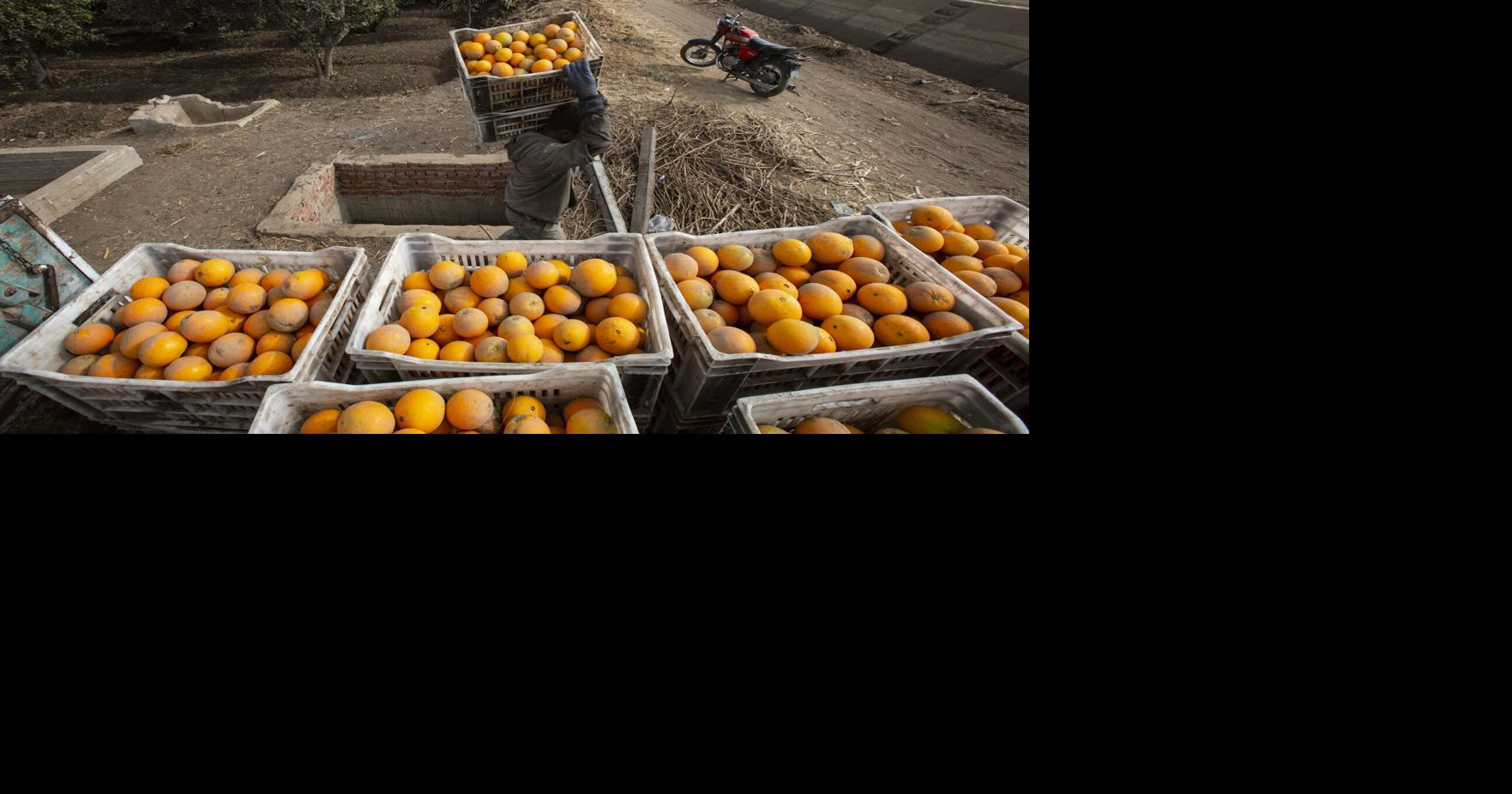 Why your orange prices dropped while grape prices soared