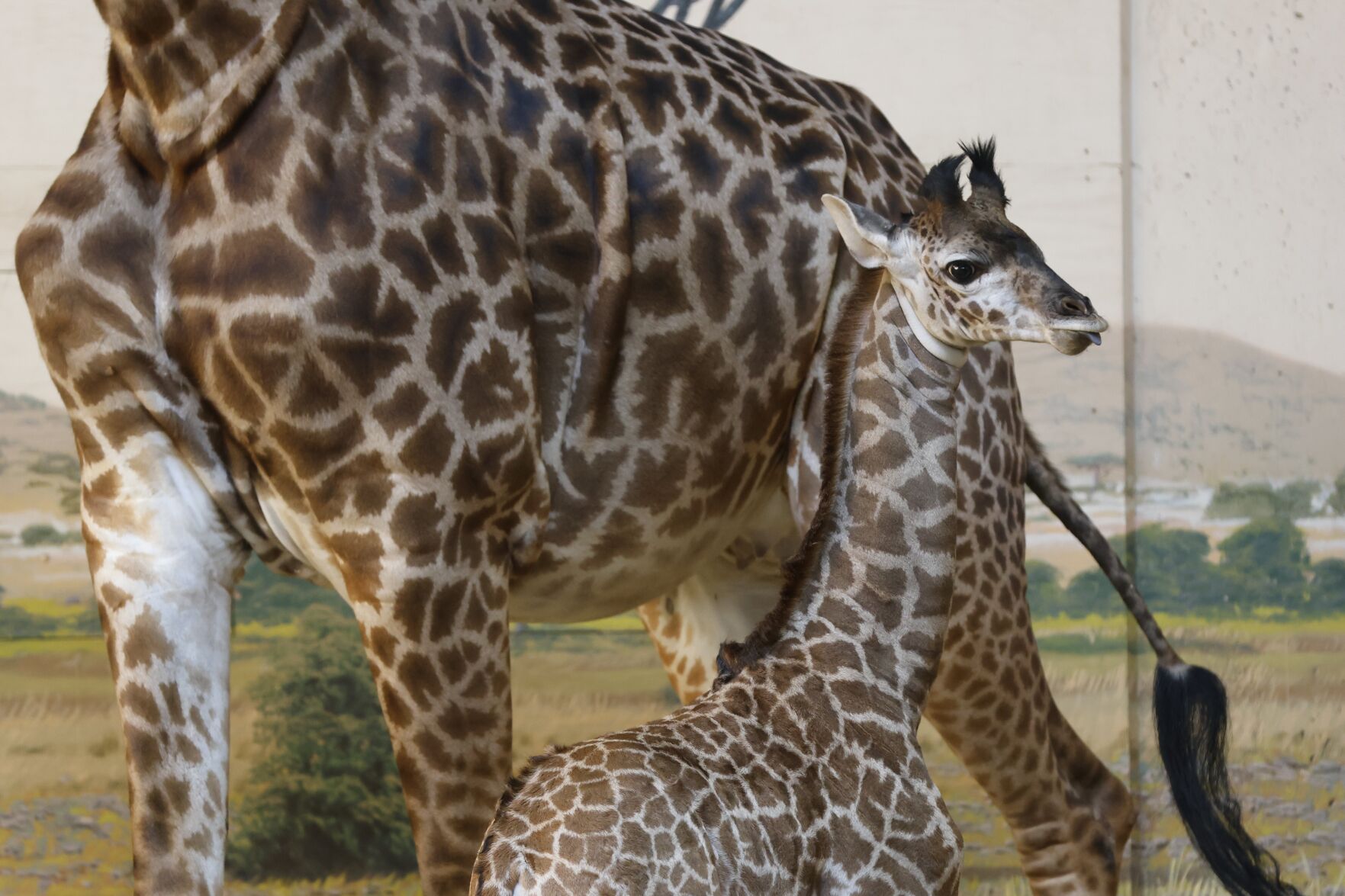 Welcome Imara: Community names Masai giraffe at Toronto Zoo