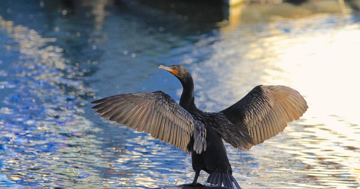 Ontario’s cormorant hunt is not based on science