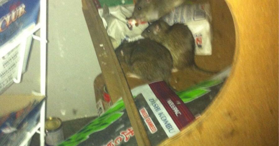 Rat infestation shuts two Kensington Market shops