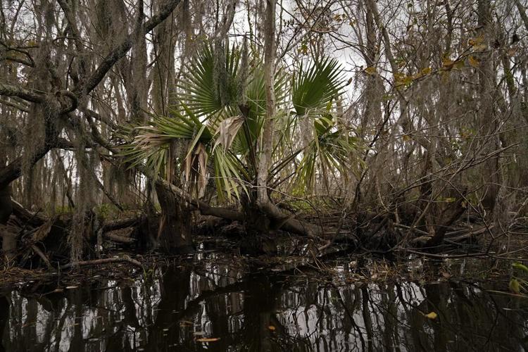 To save a dying swamp, Louisiana aims to restore the Mississippi River ...