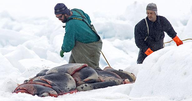 Canada’s seal hunt left Obama outraged in ’06