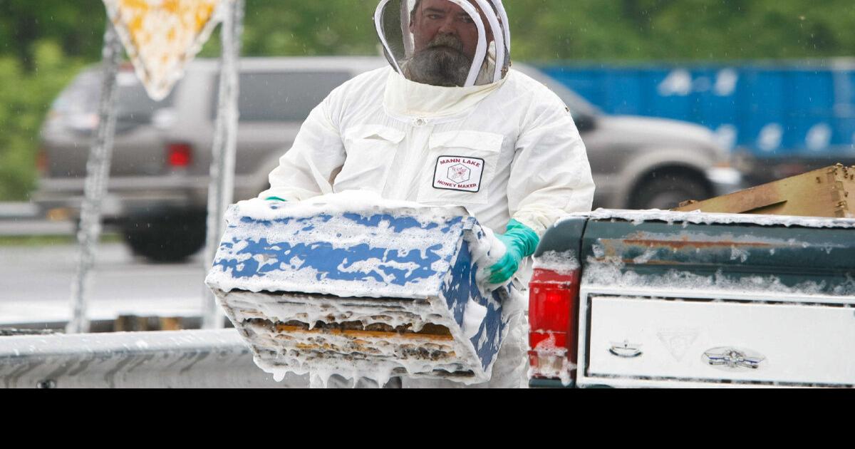 Delaware motorists on look out for giant swarms of bees