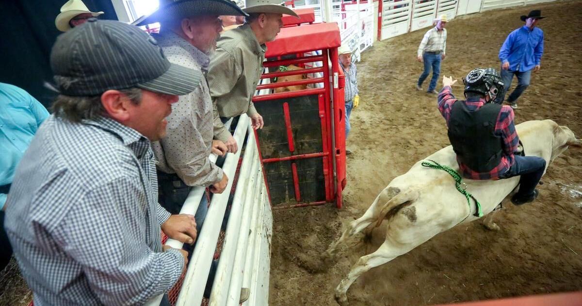 ‘This is, in fact, my first rodeo’: Star Calgary reporter gets schooled ...