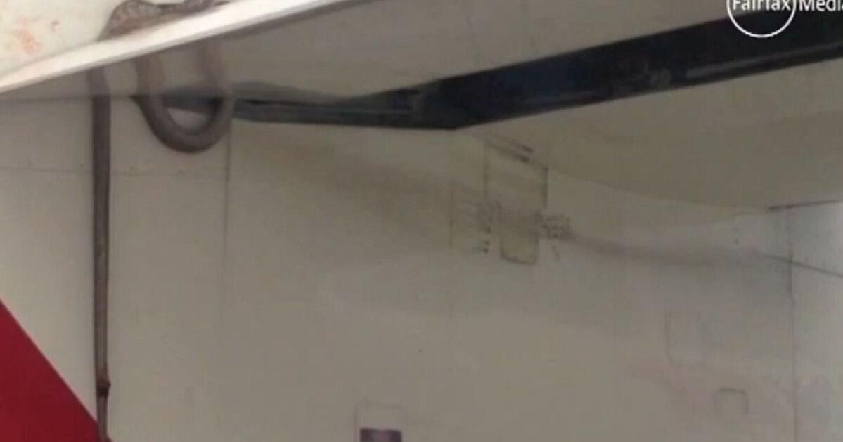 Snake on a plane: Python trapped under wing of Qantas plane as video ...
