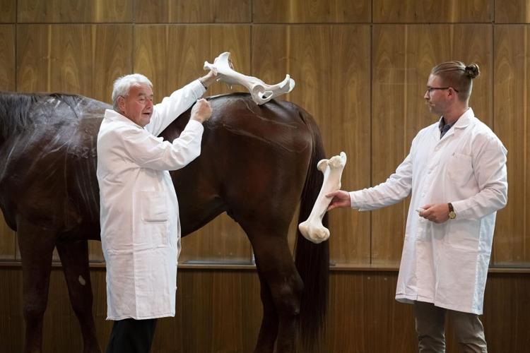 No neigh-sayers: Live horses join first-day veterinary students for ...