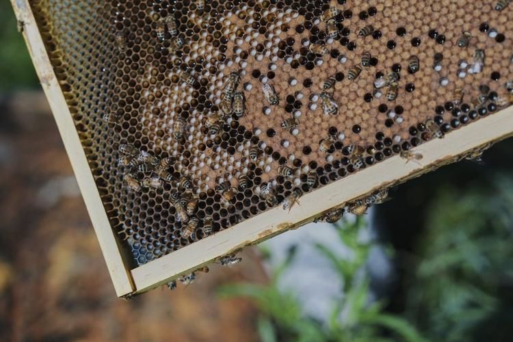 Beekeepers call for import ban on non-North American bees as deadly mite spreads