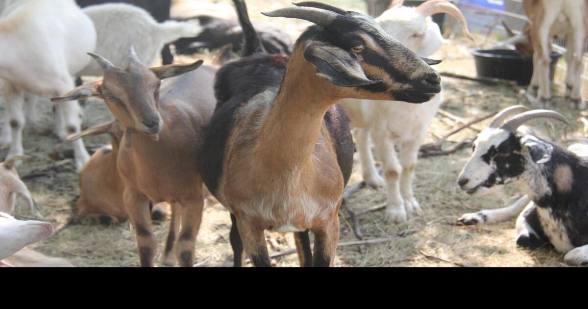 Herd of hungry goats back in action in Calgary park